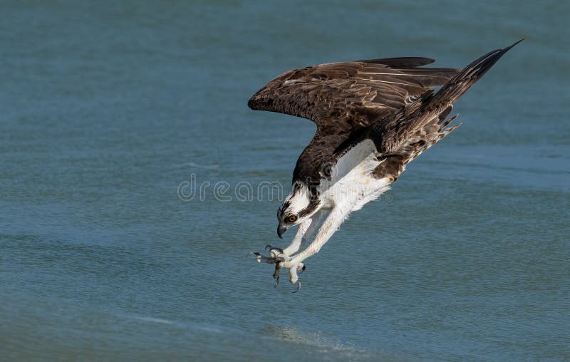 An Osprey Portrait stock image. Image of gray, atlantic - 207852189