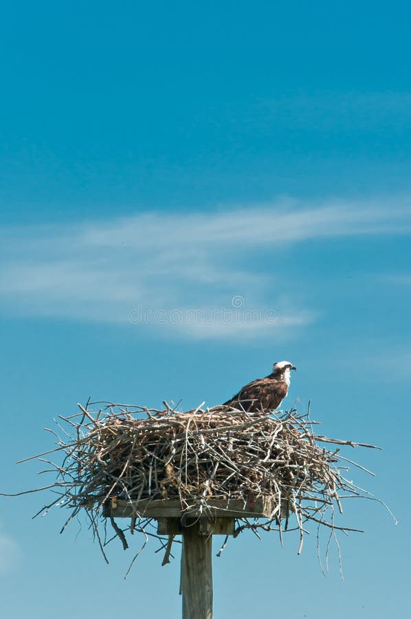Osprey, Raptor, Sitting on Eggs in a Tropical Nest Stock Photo - Image ...
