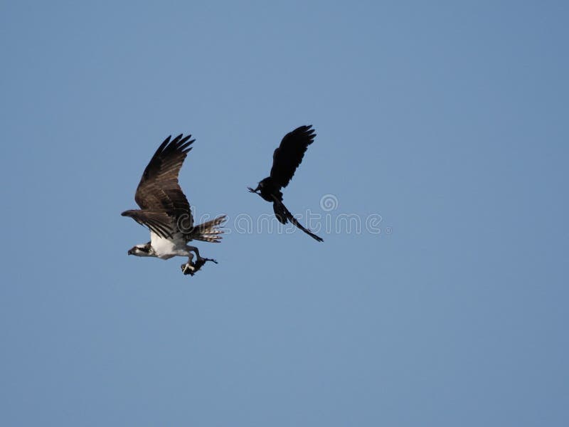 Osprey and a Raven Catching Fish and Soaring Gracefully Over One ...