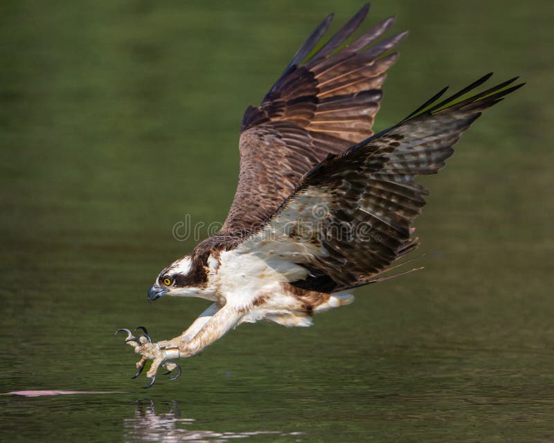 Osprey Ready To Take a Fish Stock Image - Image of blue, lake: 333128375