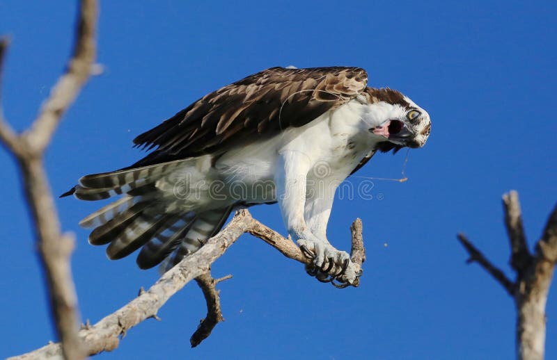 Osprey Regurgitate Stock Photos - Free & Royalty-Free Stock Photos from ...