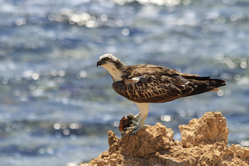 Osprey on a Rock Ledge Eating Fish Stock Photo - Image of hunting ...