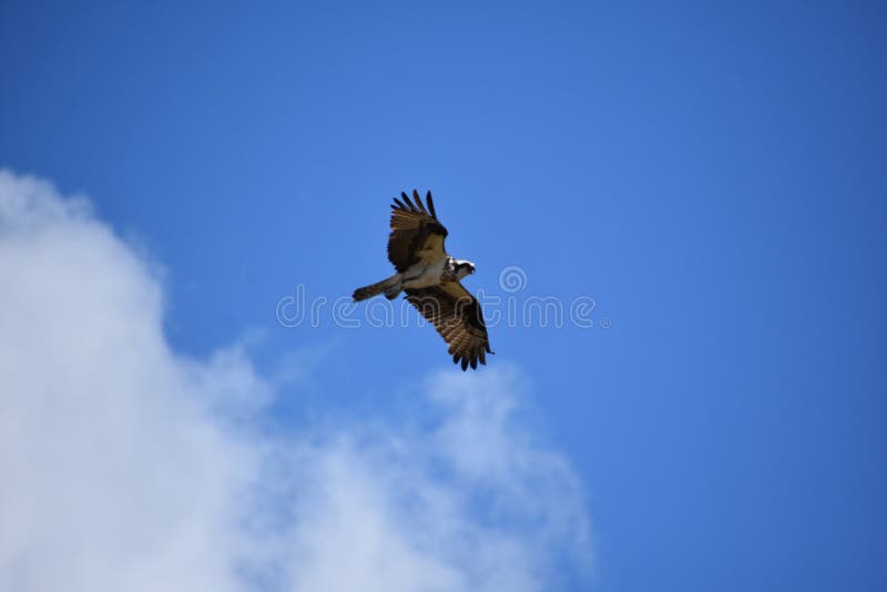 Osprey with Ruffled Feathers Extended in Flight Stock Photo - Image of ...