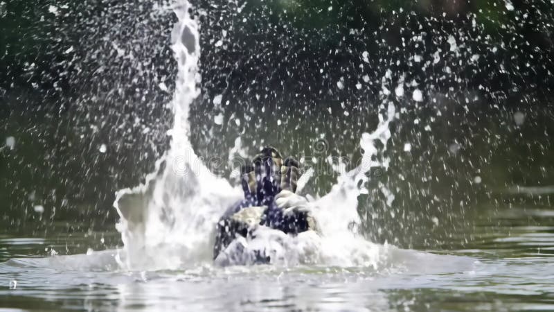 Osprey S Dramatic Dive and Splash Stock Footage - Video of shallow ...