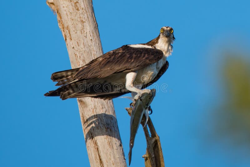 Osprey Sea Hawk with Fish in Tree Stock Photo - Image of perched, river ...