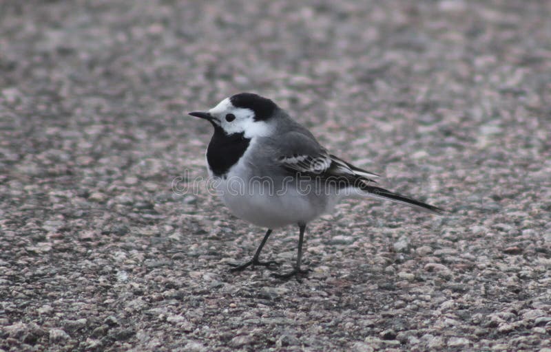 Osprey is a Small Spring Bird Stock Photo - Image of arrives, black ...