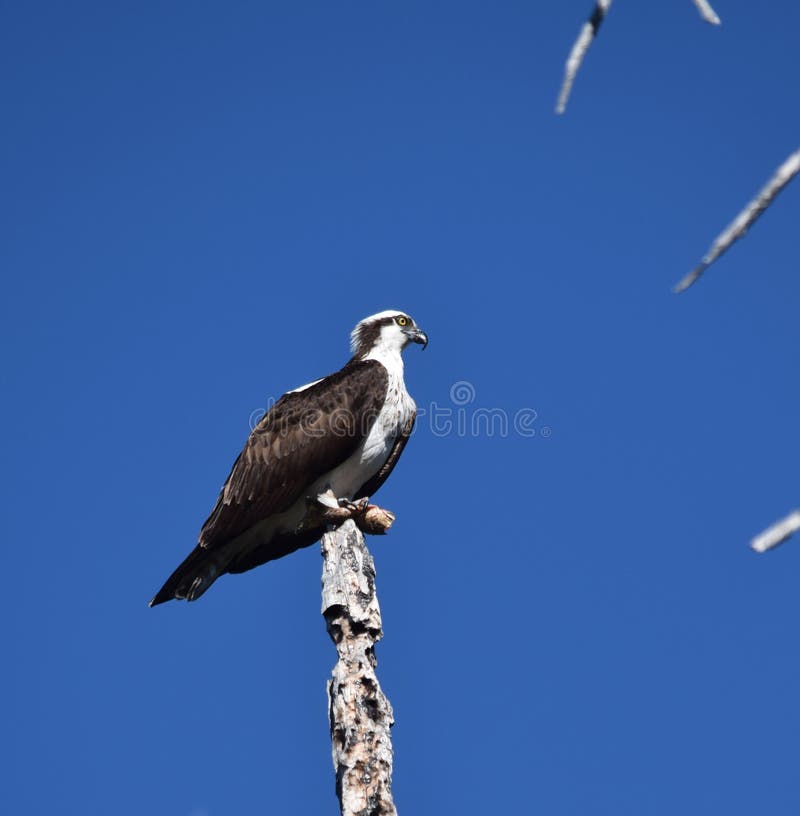 Osprey on a snag stock image. Image of fish, tail, bird - 73620833
