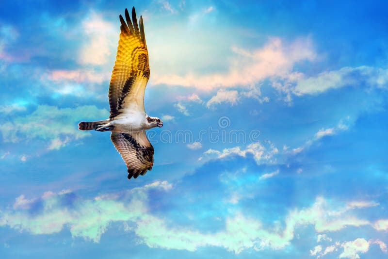 Soaring High - Unique Solitude (II) Stock Image - Image of sprinkle ...