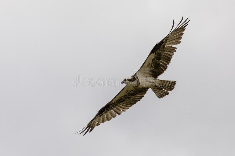 Osprey on the Spring in Flight Stock Photo - Image of hawk, flight ...