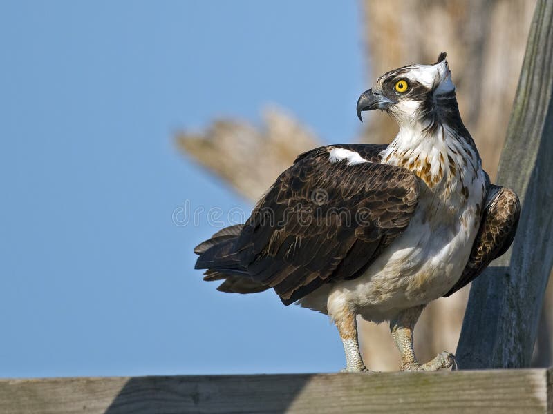 Osprey stock photo. Image of standing, prey, nature, nest - 69887132