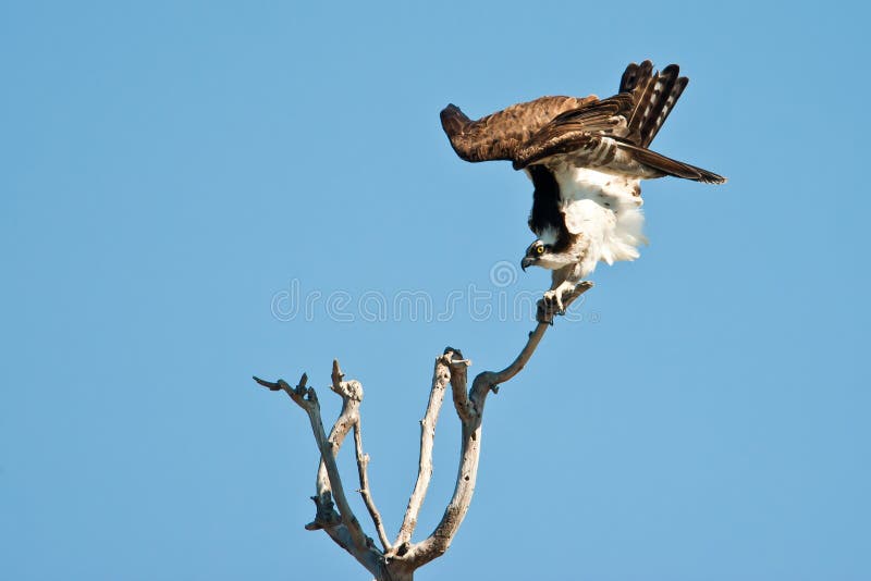 Osprey Take Off stock photo. Image of raptor, perch, haliaetus - 25932558