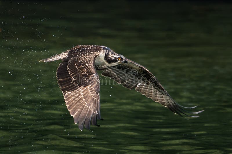 Osprey Takeoff XIV stock photo. Image of pawtucket, rhode - 114923964