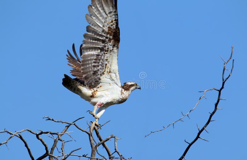 Osprey Takes Off from the Tree Stock Image - Image of ornithology ...