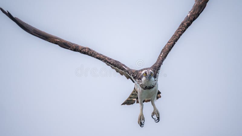 Osprey Taking Off Directly at the Camera with Wings Wide Spread Stock ...