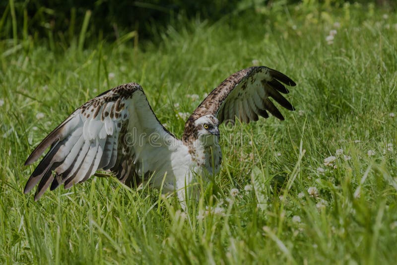 Osprey taking off stock photo. Image of wings, bird, animal - 57526232