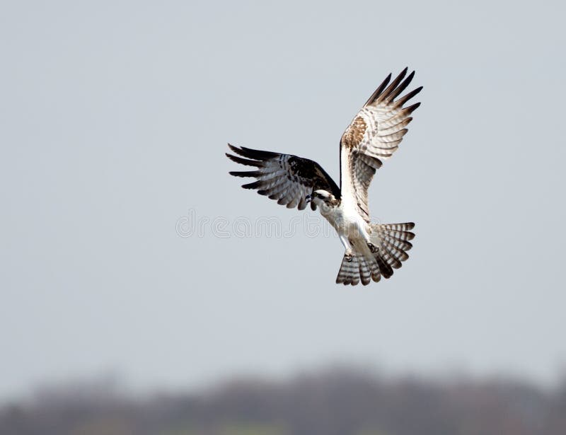 Osprey taking off stock photo. Image of flying, flight - 39898498