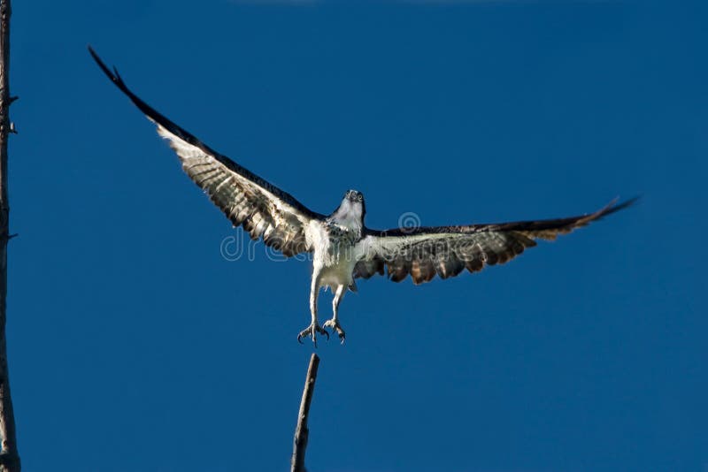 Osprey in Flight stock photo. Image of bird, hunt, change - 36864346