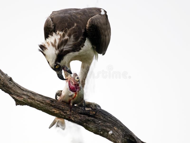 Osprey stock image. Image of predator, animal, raptor - 72603847