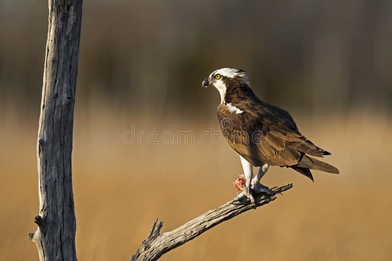 Osprey in Tree with Fish stock image. Image of branch - 92498615