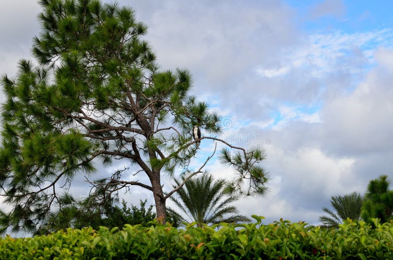 Osprey on Tree at Marshland Florida. Stock Photo - Image of trees ...