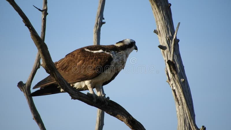 Osprey Sitting on Nest Box. Stock Footage - Video of pandion, female ...