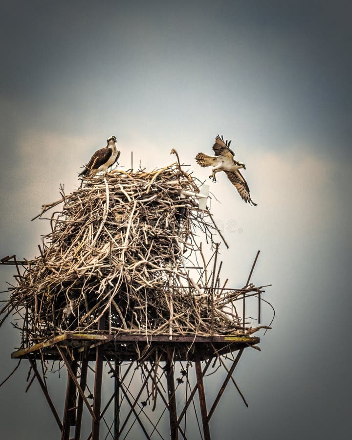 Osprey stock photo. Image of aviary, wildlife, fishing - 366115110