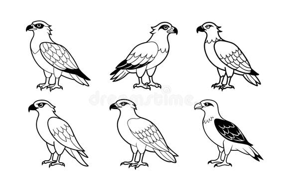 Osprey Vector Line Art Icon Set Stock Vector - Illustration of ...