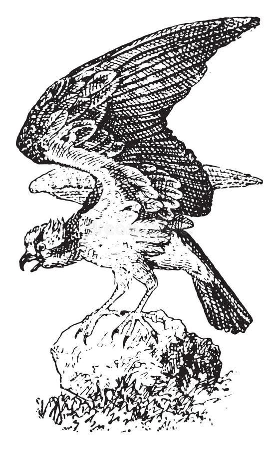 Osprey Drawing Stock Illustrations – 196 Osprey Drawing Stock ...