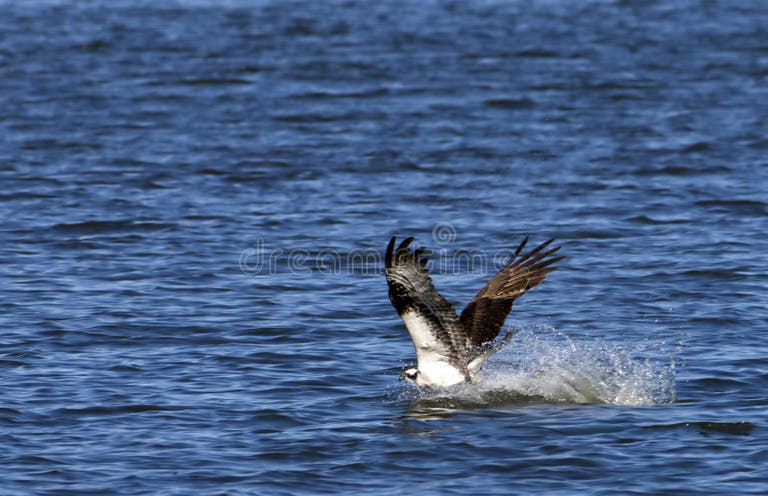 Osprey in water fishing stock image. Image of contact - 5880717
