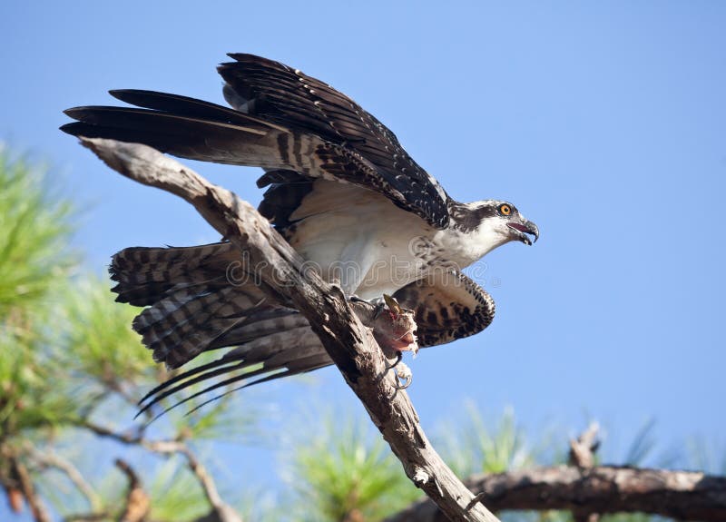 Osprey Witih Mackerel on Tree Branch Stock Image - Image of fish ...