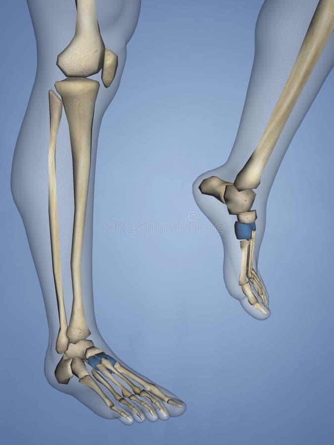 Ossa Cuneiformi, Modello 3D Illustrazione di Stock - Illustrazione di ...