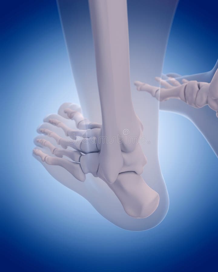 Ossa del piede illustrazione di stock. Illustrazione di corpo - 58830799