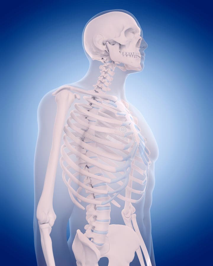 Ossa del torace illustrazione di stock. Illustrazione di corpo - 58830371