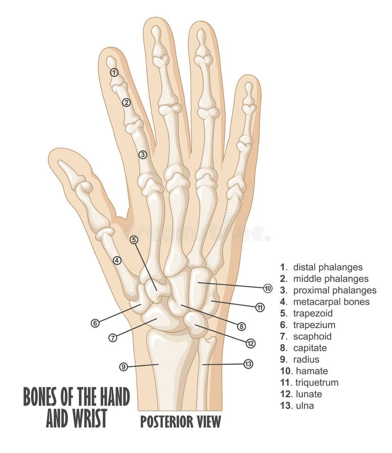 Ossa Dell'anatomia Del Polso E Della Mano Illustrazione Vettoriale ...