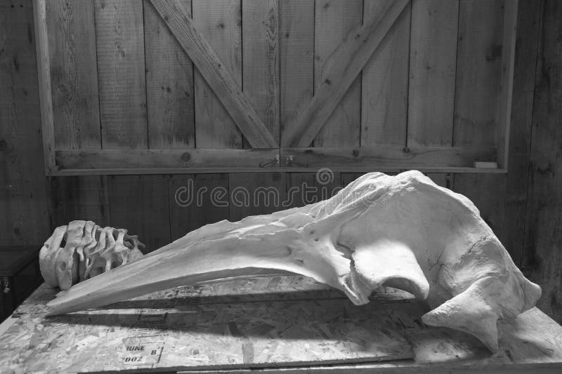 Columbia Britannica Dell'osso Della Balena, Canada Fotografia Stock ...