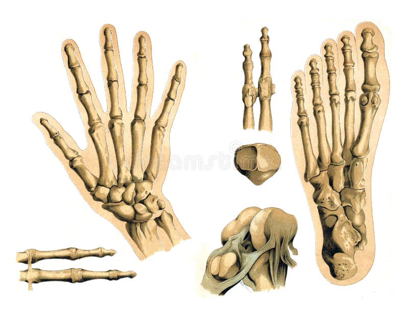 Ossa Della Mano E Del Piede Dell'uomo Fotografia Editoriale ...