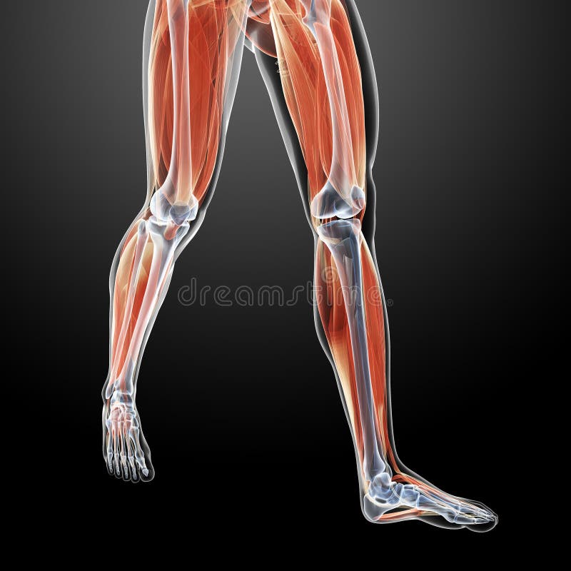 Ossa delle gambe illustrazione di stock. Illustrazione di anatomia ...