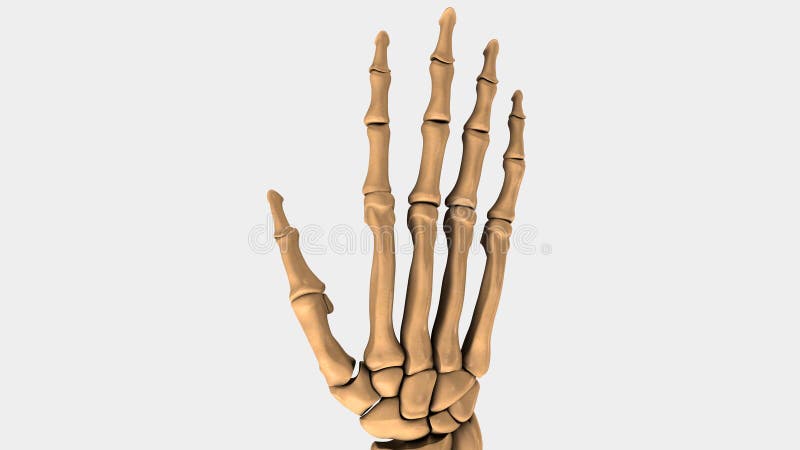 Ossa Di Polso E Della Mano Dell'essere Umano Illustrazione di Stock ...