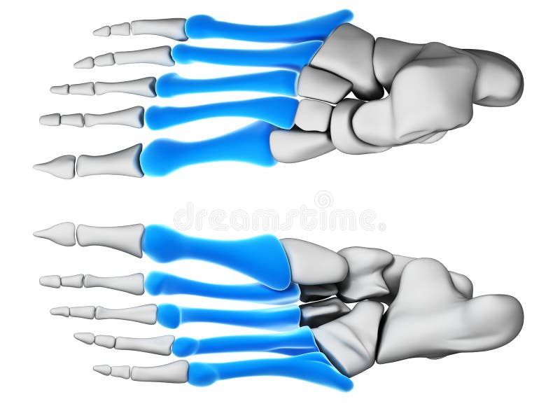 Ossa Metatarsali Evidenziate Illustrazione di Stock - Illustrazione di ...