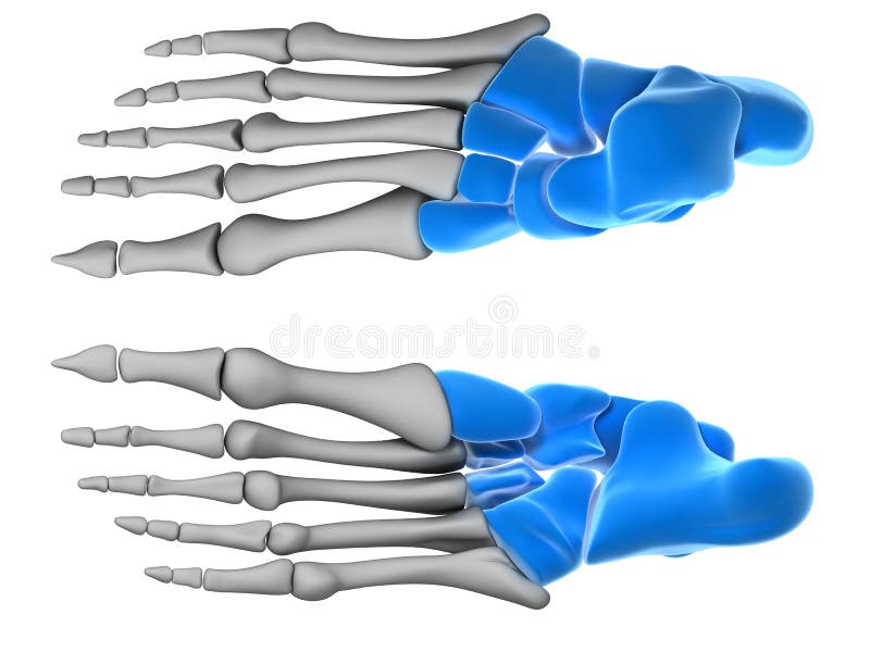 Ossa tarsali illustrazione di stock. Illustrazione di salute - 30721796