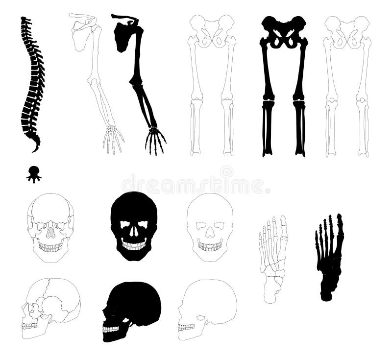 Scheletro umano illustrazione vettoriale. Illustrazione di anatomia ...