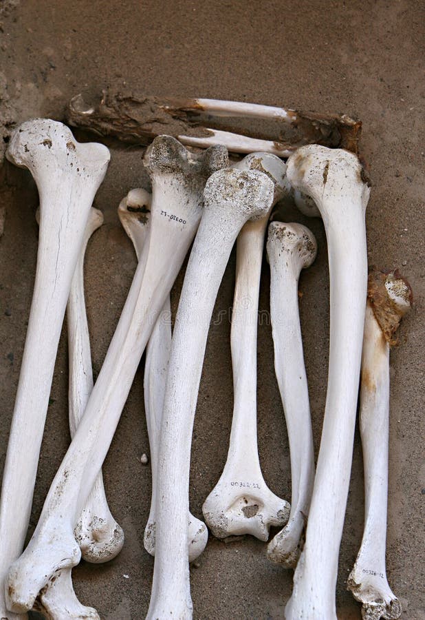 Ossa umane antiche immagine stock. Immagine di coltura - 41366251