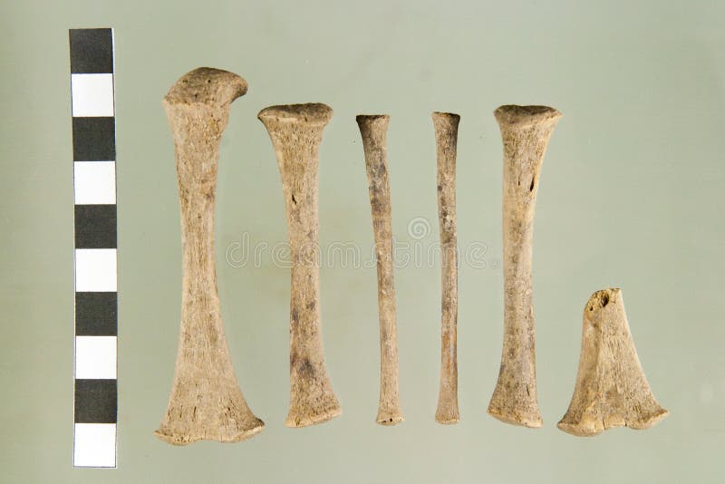 Ossa Umane Fossili E Una Scala Di Misurazione Immagine Stock - Immagine ...