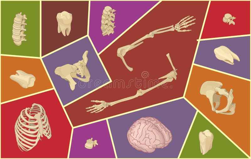 Ossa Umane Insieme Scheletrico Di Anatomia Illustrazione Vettoriale ...
