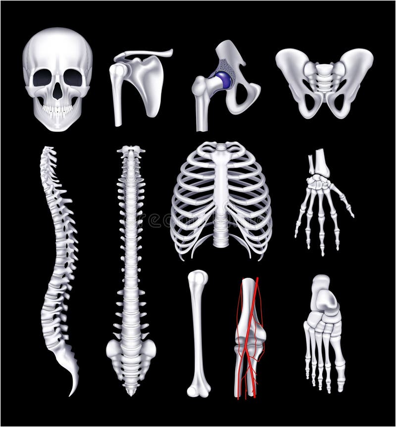 Insieme Di Elementi Di Scheletro Della Struttura Delle Ossa Umane ...