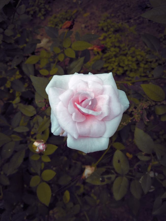 Ossam rose picture stock photo. Image of plant, pink - 212998238