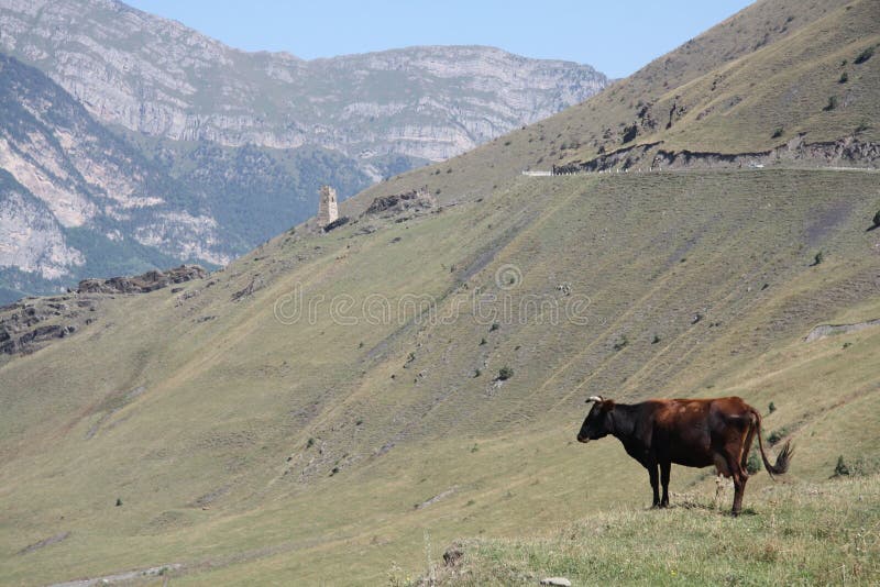 Ossetian scenery stock photo. Image of mountain, animals - 23816826