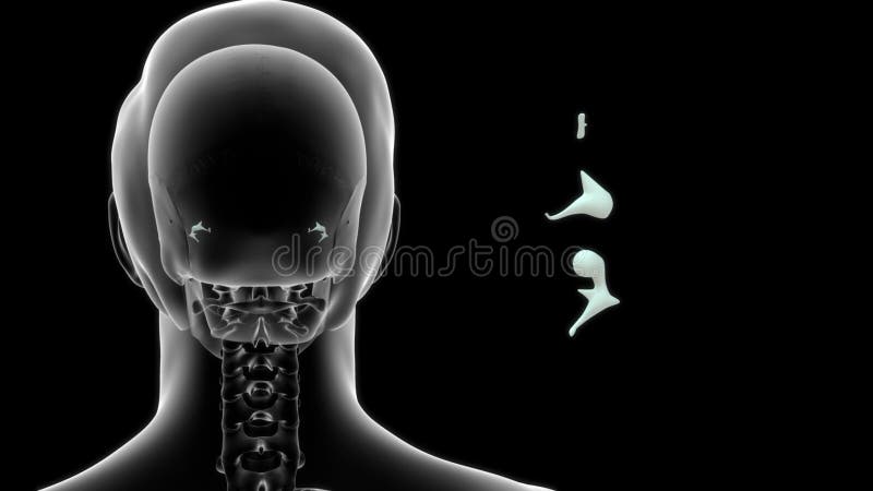 Location of Malleus, Incus Stapes in Human Stock Illustration ...
