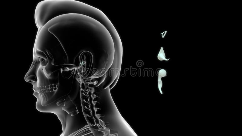 Location of Malleus, Incus Stapes in Human Stock Illustration ...