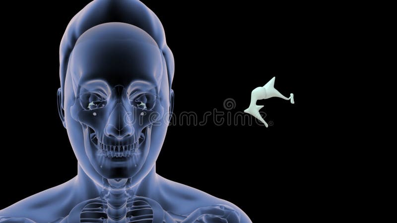 Location of Malleus, Incus Stapes in Human Stock Illustration ...
